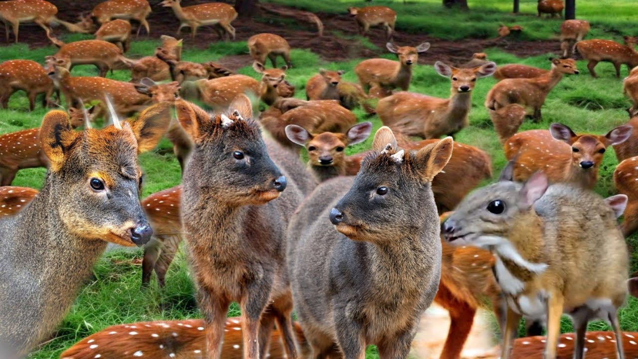 এই প্রাণীটি যদি আপনার এলাকায় দেখতে পান তাহলে লুকিয়ে রাখবেন। এটা ...