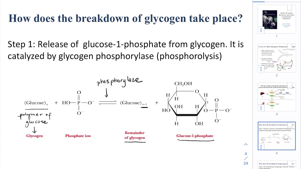 CHEM205 Chapter18 Carbohydrate Storage and Control Part1 - YouTube