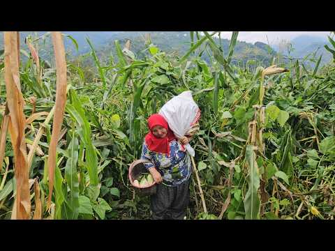 ‼️BABA TOPRAĞINDA TOPRAĞIN BEREKETİ 🌽🌱MISIR KIRDIM, FASULYE TOPLADIM…GÜZ İŞLERİ BAŞLADI 🍂‼️
