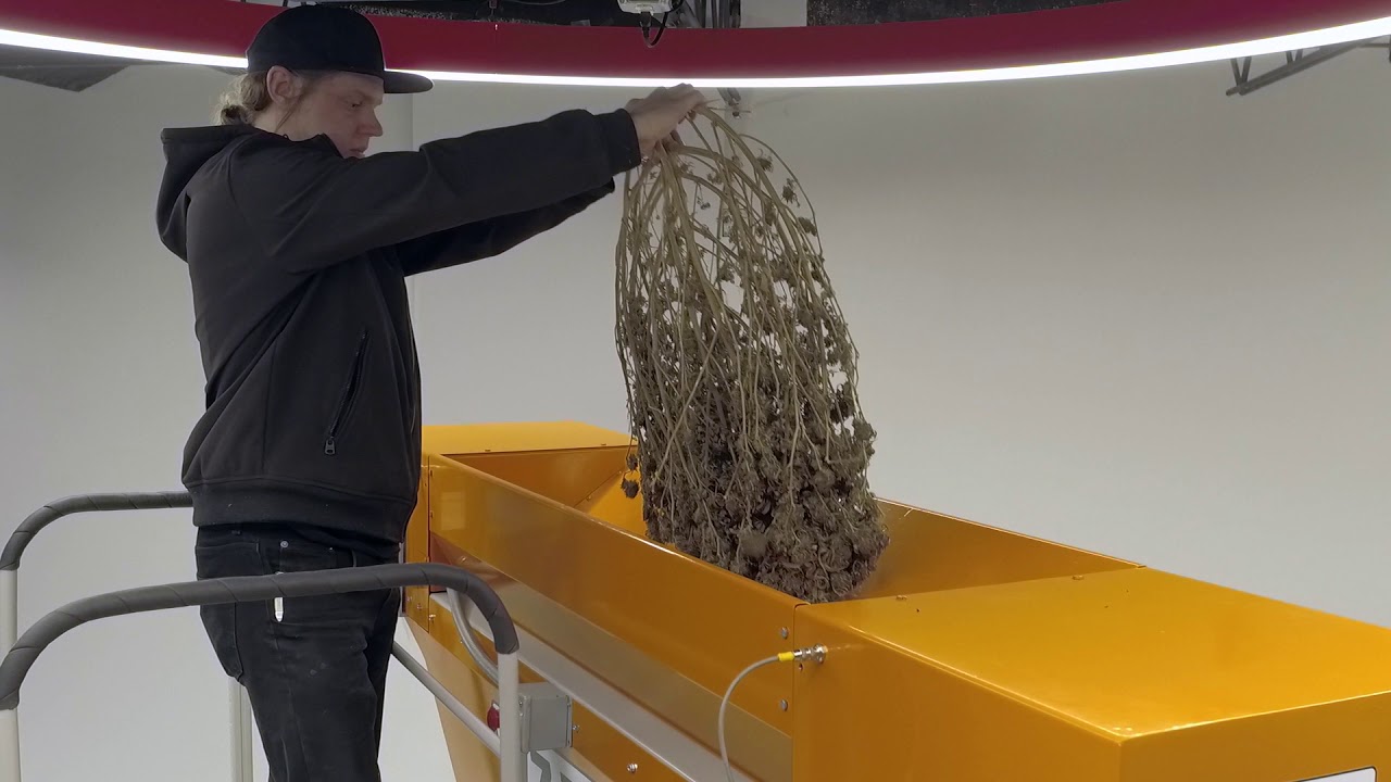 Full plant hemp / cannabis bucking machine. VZ-TEC - YouTube