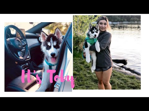 My Siberian Husky going OUT OF CONTROL | Meet Toby| Tara Gurung