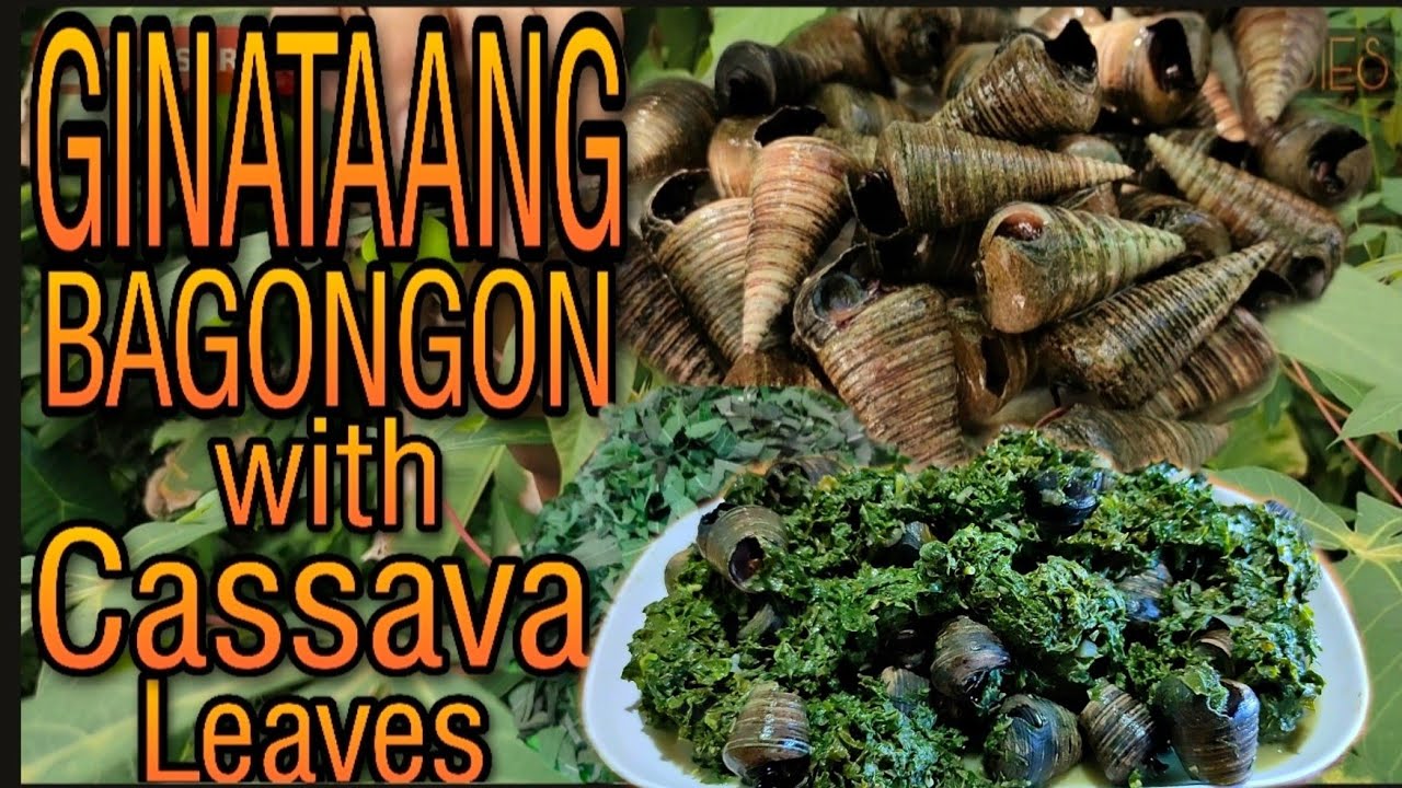 Horn Snail(Bagongon) with Coconut milk and Cassava leaves recipe ...