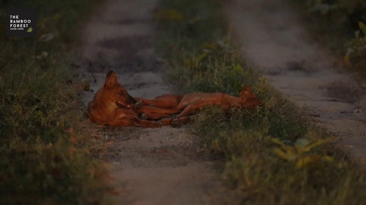 Rare Footage of Wild Dogs Mating, Tadoba! - YouTube