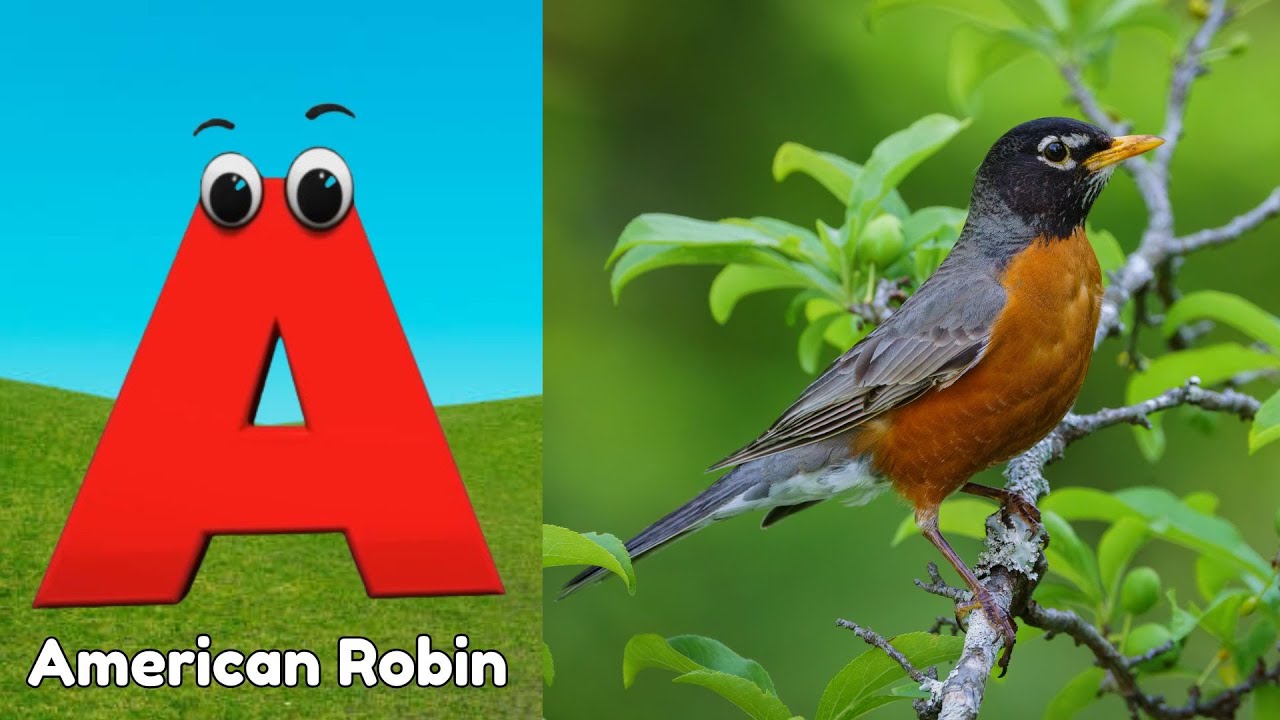 Birds Alphabet Song for Kids | Birds ABC Song | Phonics for Kids | Baby ...