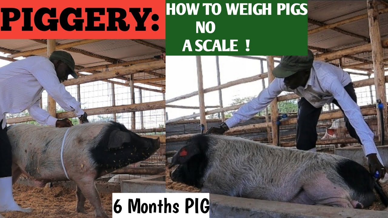 WHY You Should WEIGH The Live Weight of Your PIGS! - YouTube