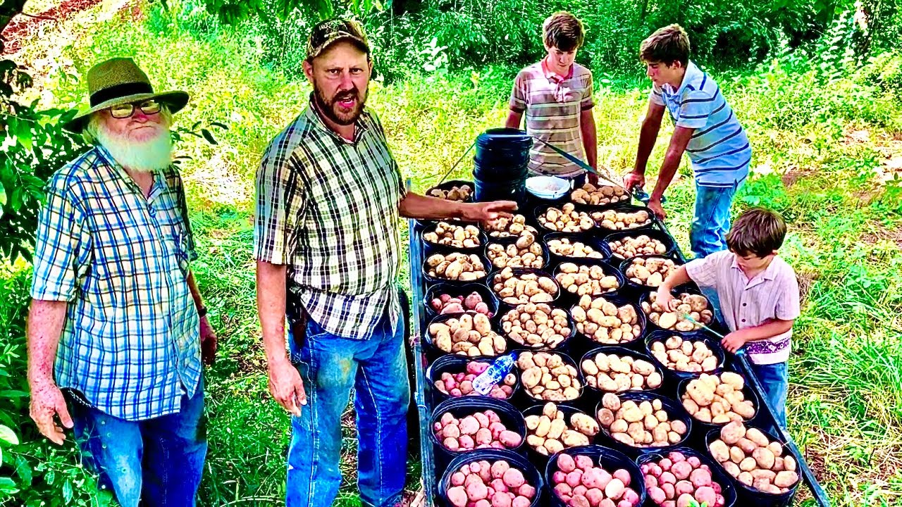 Digging 800 lbs. of potatoes fast! - YouTube