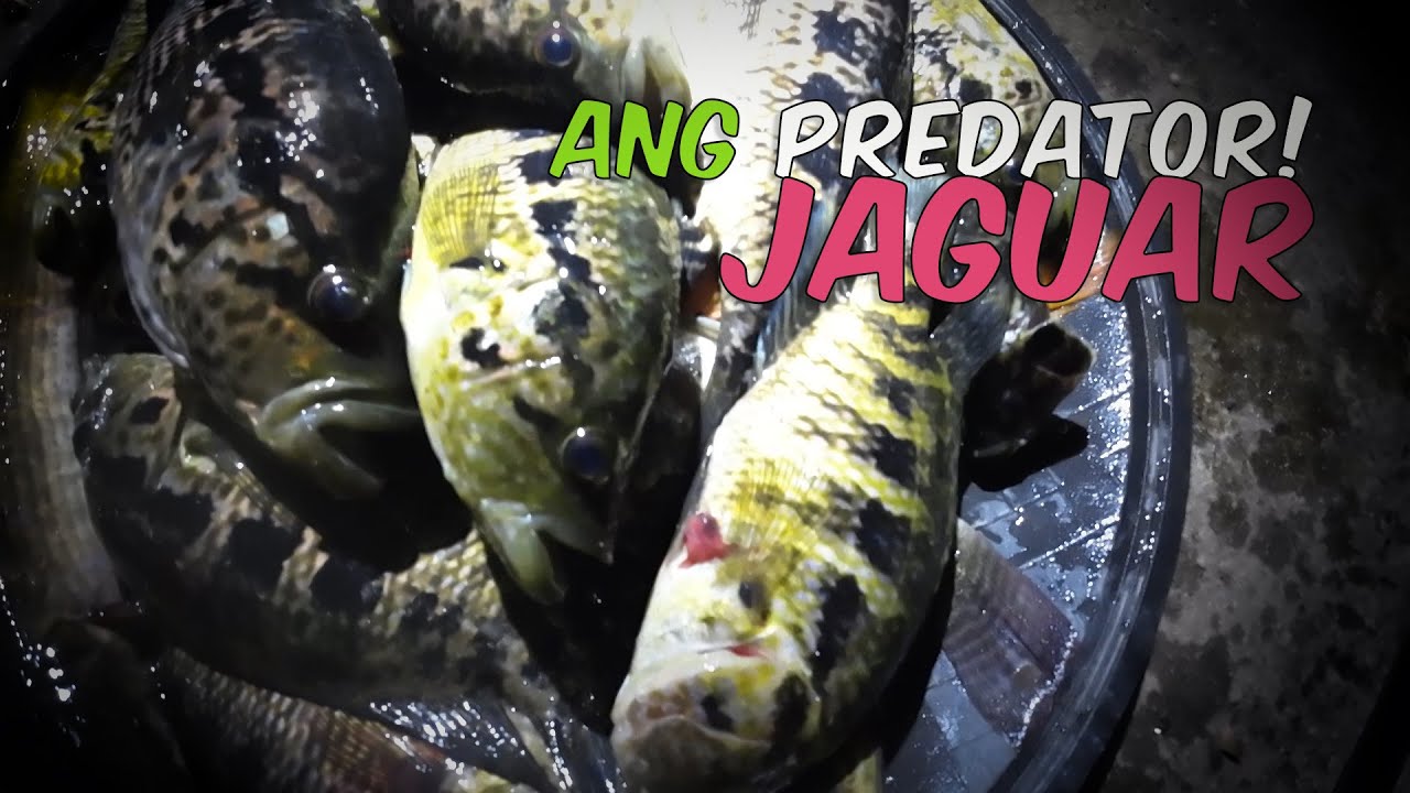SE04EP169 - ANG MGA PREDATOR! SpearFishing San Pablo City, Laguna - YouTube