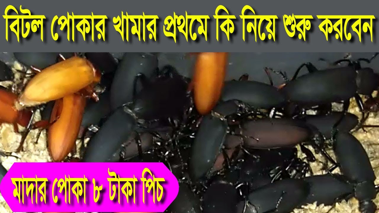 বিটল পোকার খামার প্রথমে কি নিয়ে শুরু করবেন_ bitol poka/বিটল পোকা ...