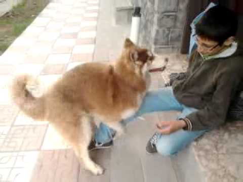 azgın köpek