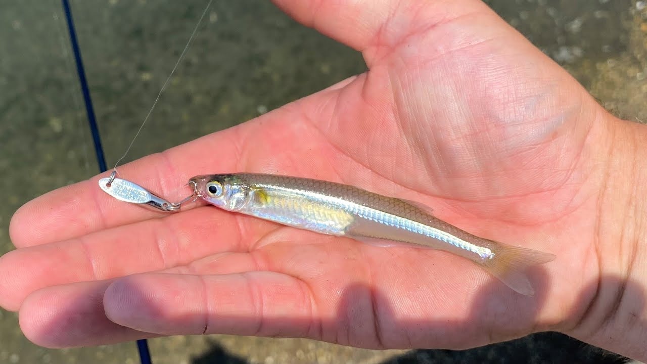 Ever seen a Spearing eat a Lure? 7/13/23 - YouTube