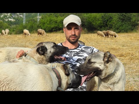 YENİ BELGESEL TADINDA VİDEOMUZ ( 13 BİN TL'YE KURBANLIK SATTIK 🤣🐐 )