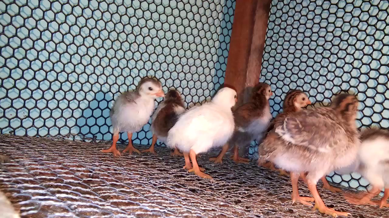Como criar galinha da angola - mostrando filhotes e dando dicas - YouTube
