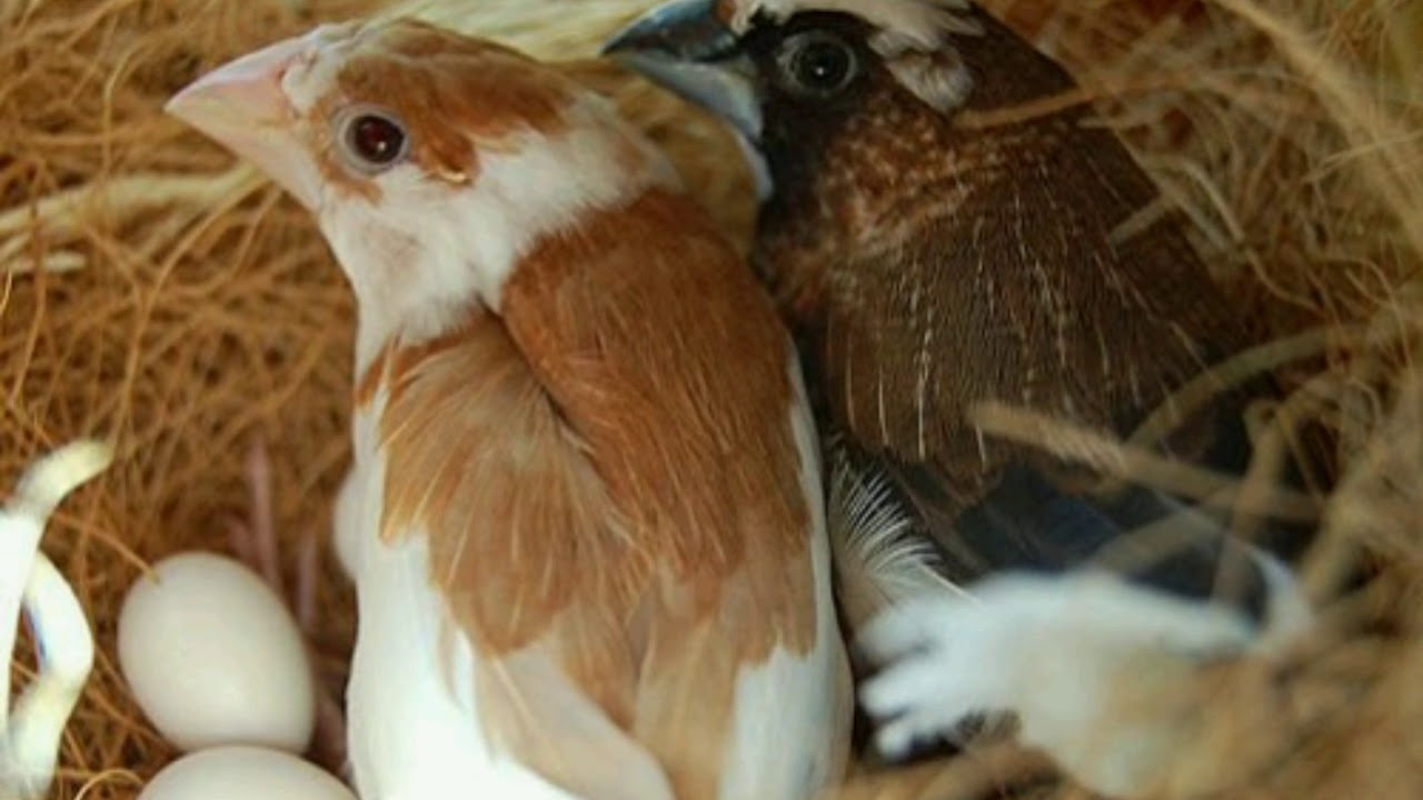 Bengali finches breeding tips - YouTube