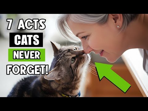 7 Forever Acts of Love Your Cat Truly Appreciates