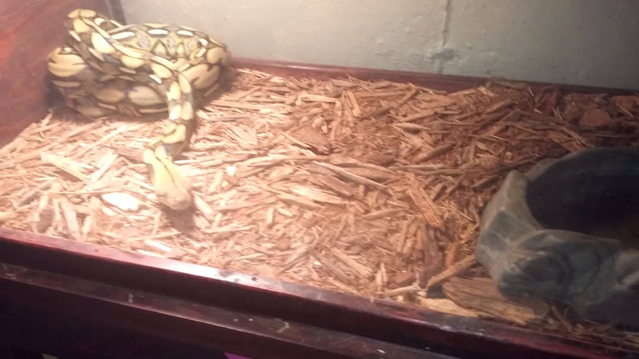 Tiger retic live feeding - YouTube