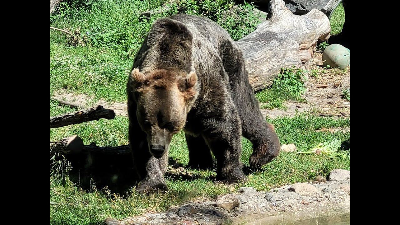 Toronto Zoo walk through in 4K 🇨🇦 - YouTube