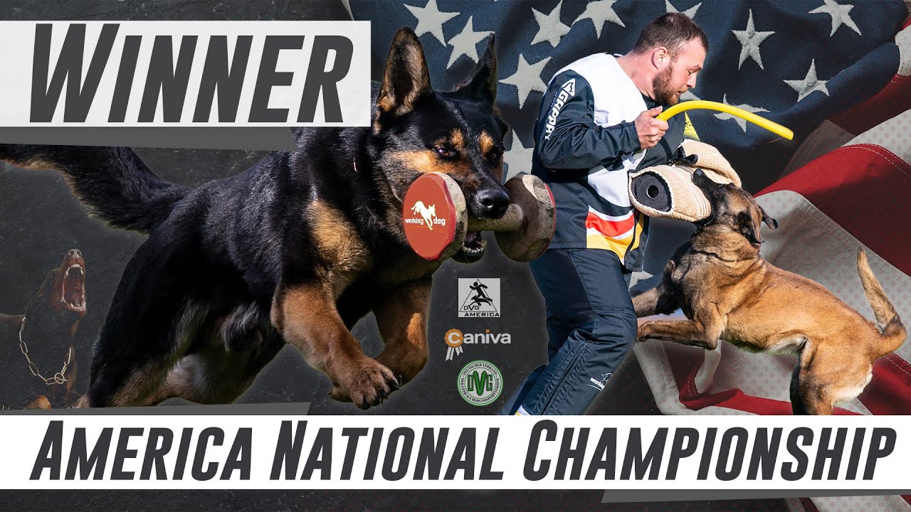 Winner DVG America National Championship 2023 // workingdog - YouTube