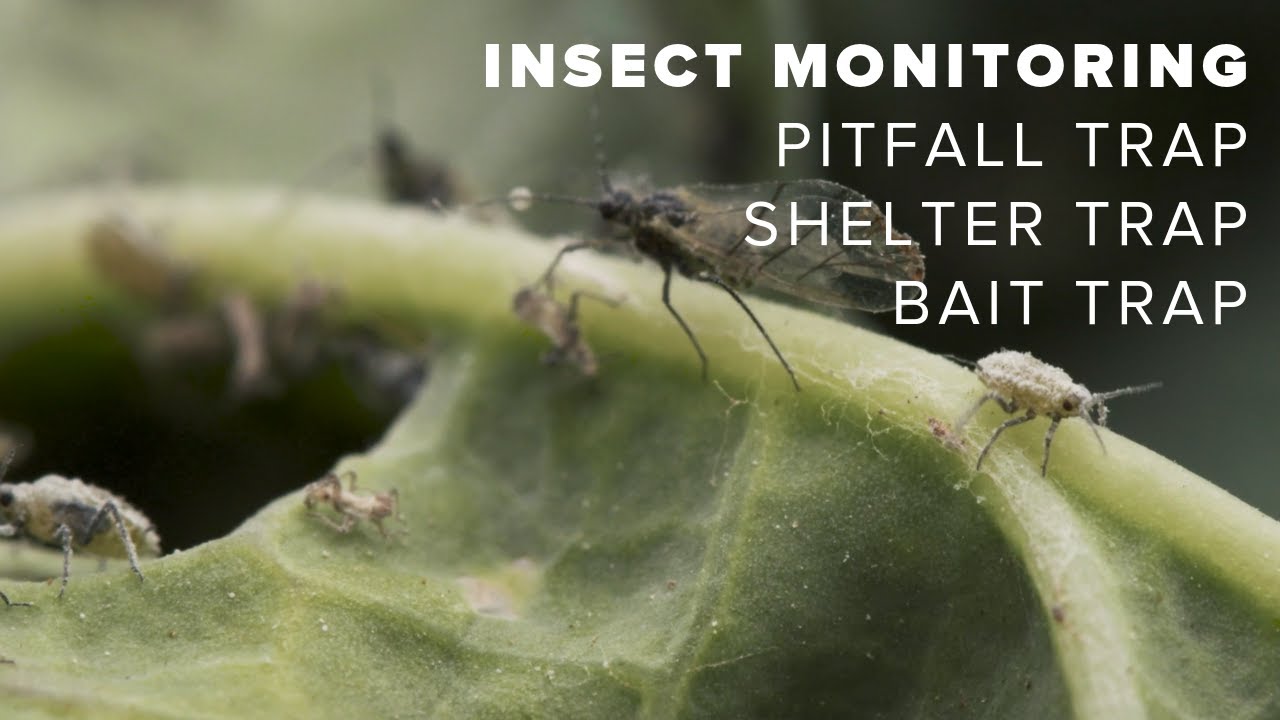 Monitoring for insects in canola | part 2 - YouTube