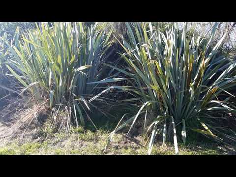 Hauhake harakeke Harvesting and cleaning 3 - YouTube