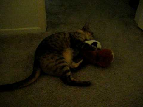 Bengal cat wrestling with stuffed toy
