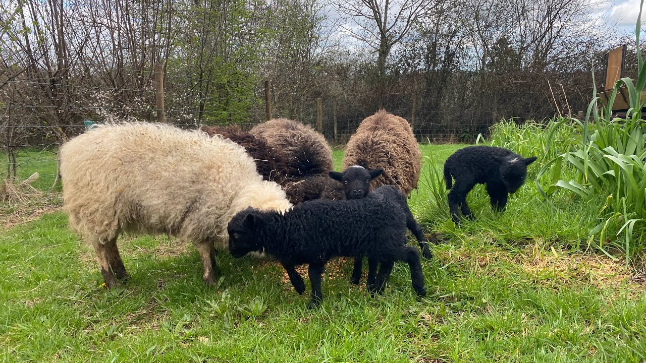 More Spring Lamb Spam, - YouTube