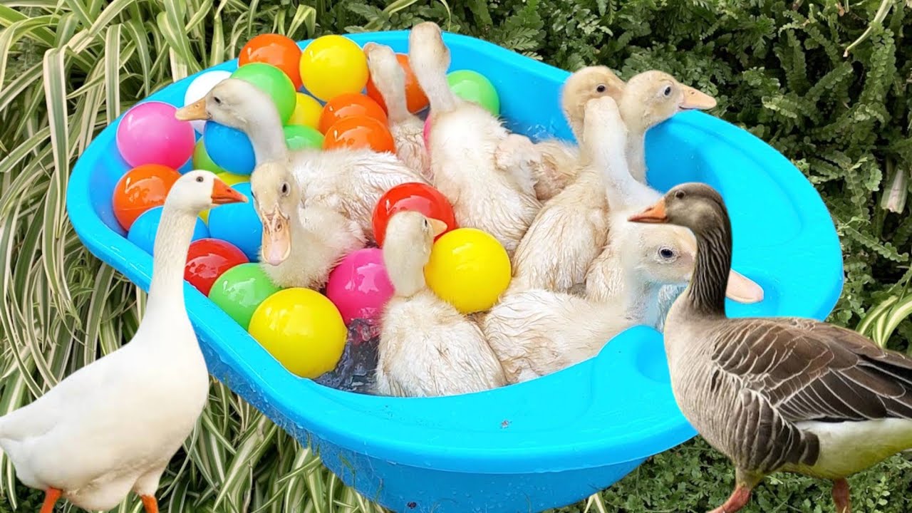 Surprise eggs, colorful balls, fish, frogs, turtles, lobsters, crab ...