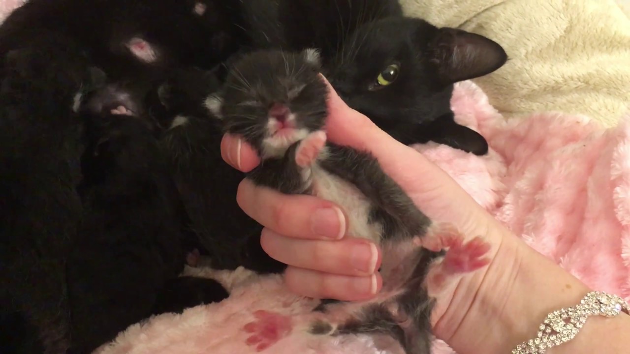 Meet One Day Old Foster Kittens and Their Mother Raven! - YouTube