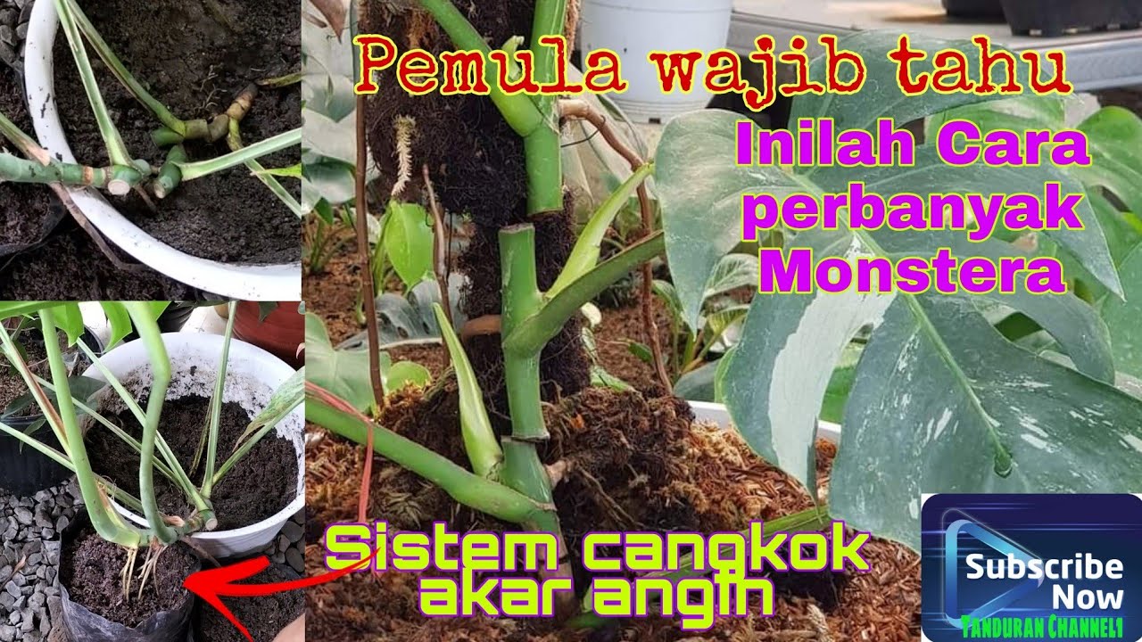 Pemula wajib tahu/Cara perbanyak cangkok akar angin segala jenis ...
