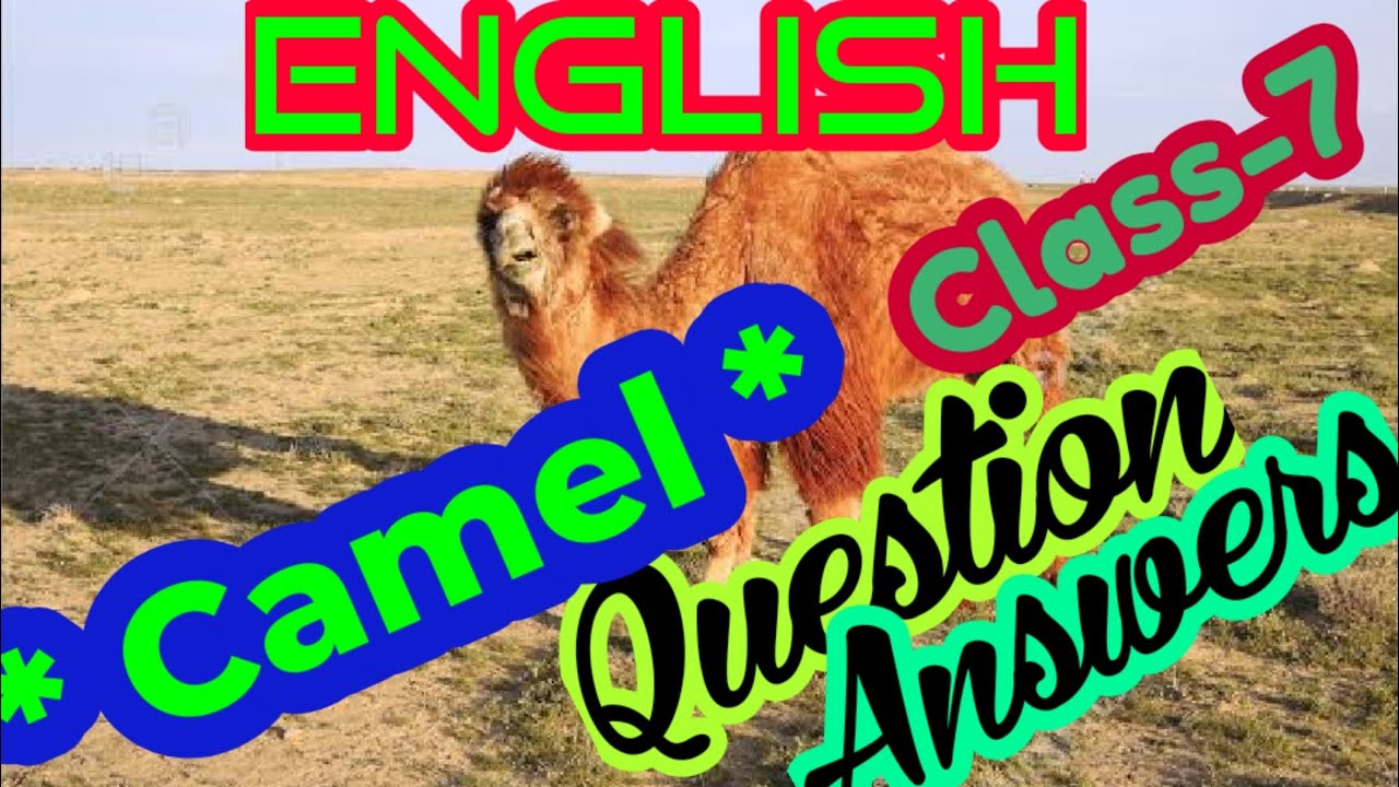 The Camel Class 7 Odia Medium English Question And Answer YouTube the-camel-class-7-odia-medium-english-question-and-answer-youtube