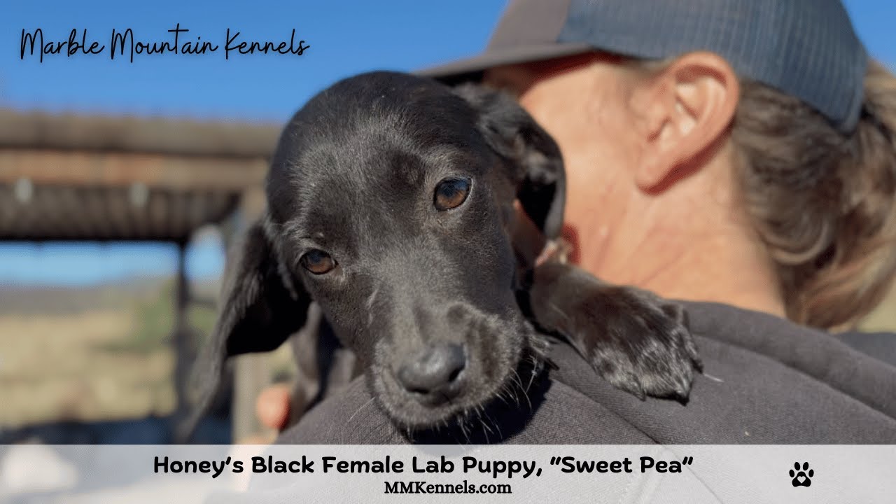 Honey's Black Female Lab Puppy "Sweet Pea" #blacklabrador #labpuppies # ...
