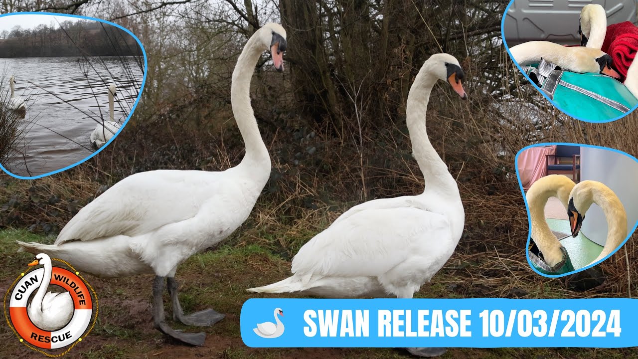 Swans For Adoption Swan FR Adopt Me Pet Roblox