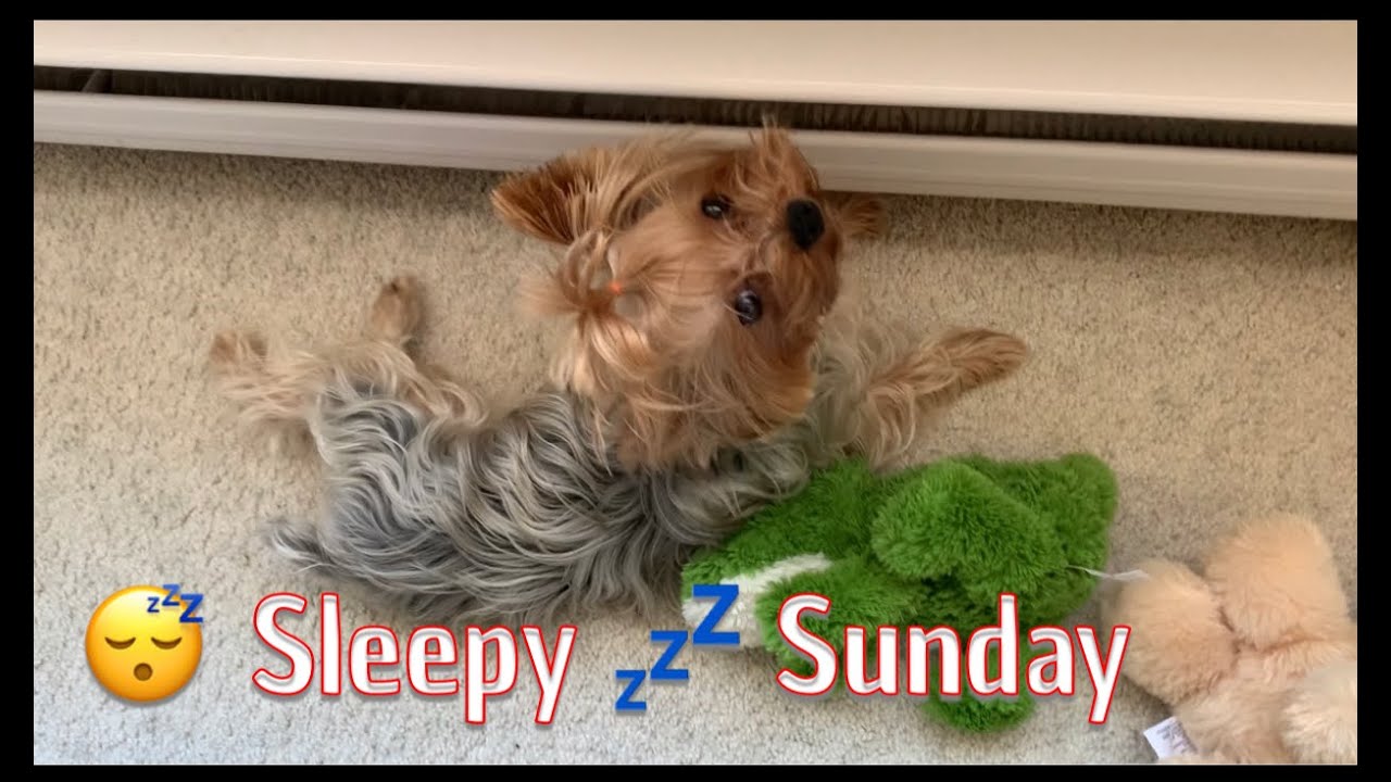 Sleepy Sunday with my Yorkie - YouTube
