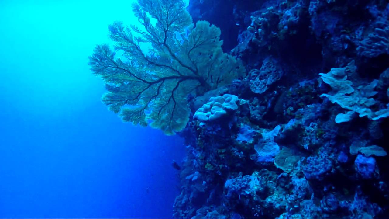 Minerva reef 2009 067.mov - YouTube