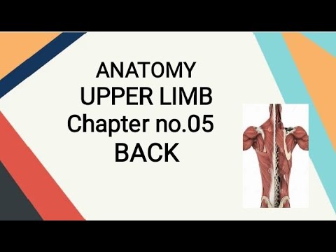 Muscles of the back || additional features of back muscles || triangle ...