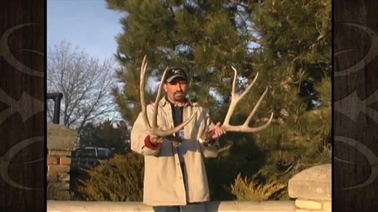 210" Typical Mule Deer Shed Antlers - MossBack - YouTube
