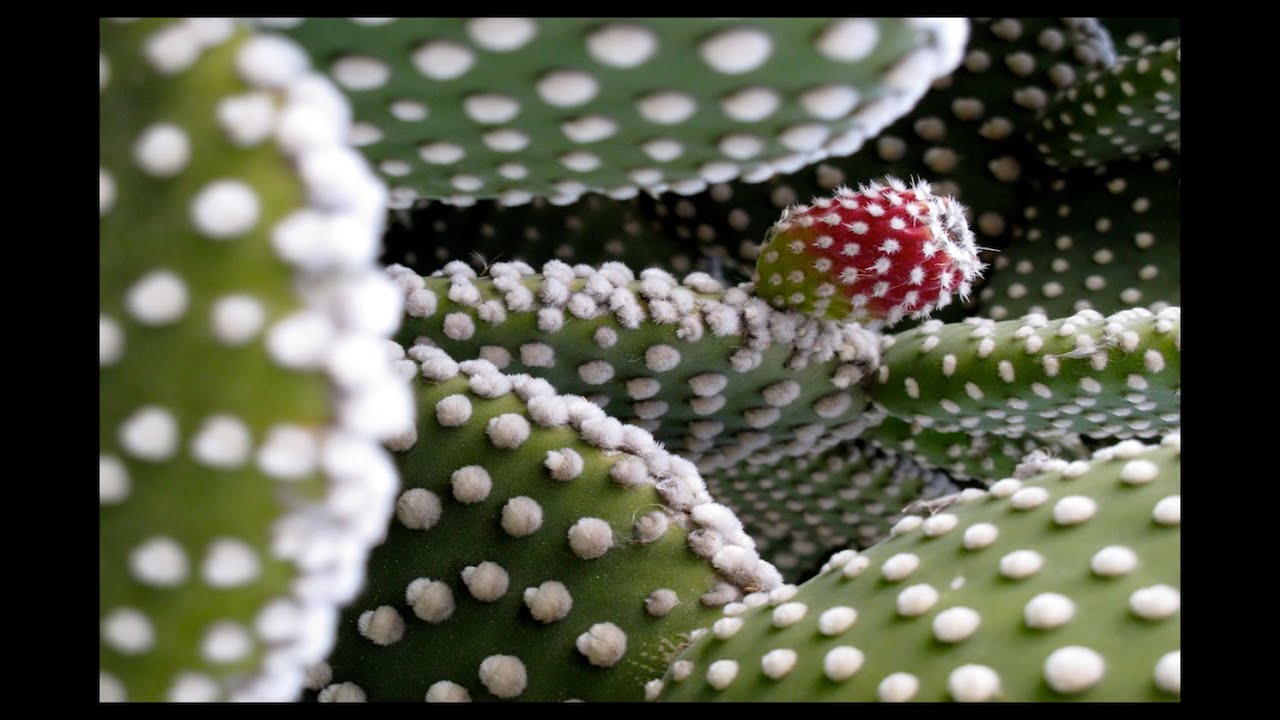 Cactus is such a beautiful bunch of Pricks! - YouTube
