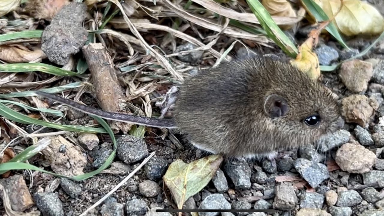Wild Field Mouse - Tame But Speedy! - YouTube