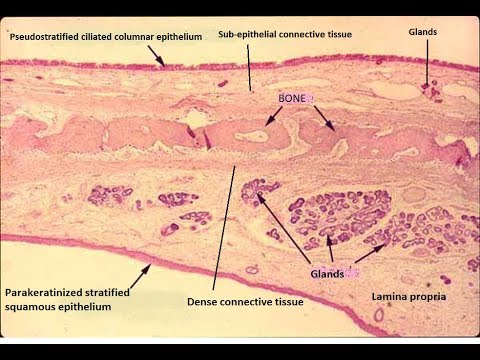 Histology of hard palate - YouTube