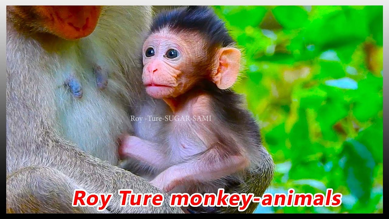 OMG! SUGAR IS PREPARE TO WALK FOR FIRST TIME #Roy Ture #Animals #monkey ...
