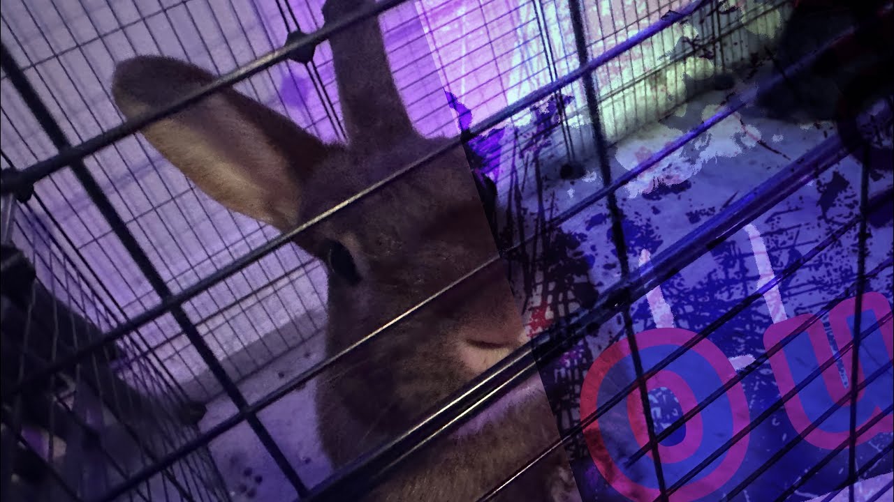 Bunny Cam - YouTube