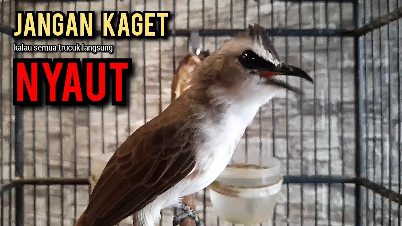 trucukan gacor TARUNG ROPEL PANJANG pancingan trucukan agar bunyi ...