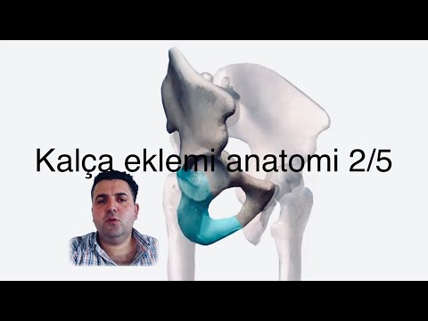 Kalça eklemi anatomisi kemik yapı 2/5