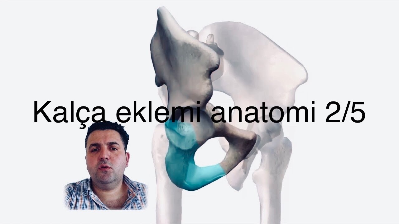Kalça eklemi anatomisi kemik yapı 2/5 - YouTube