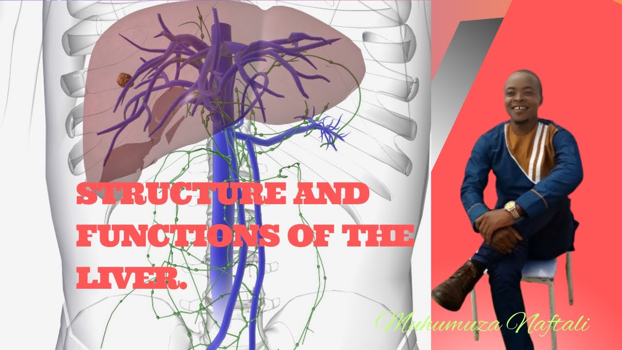 STRUCTURE AND FUNCTIONS OF THE LIVER. Anatomy and physiology - YouTube