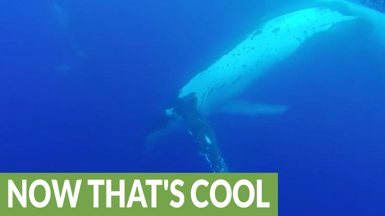 Incredible up-close footage of singing humpback whales - YouTube