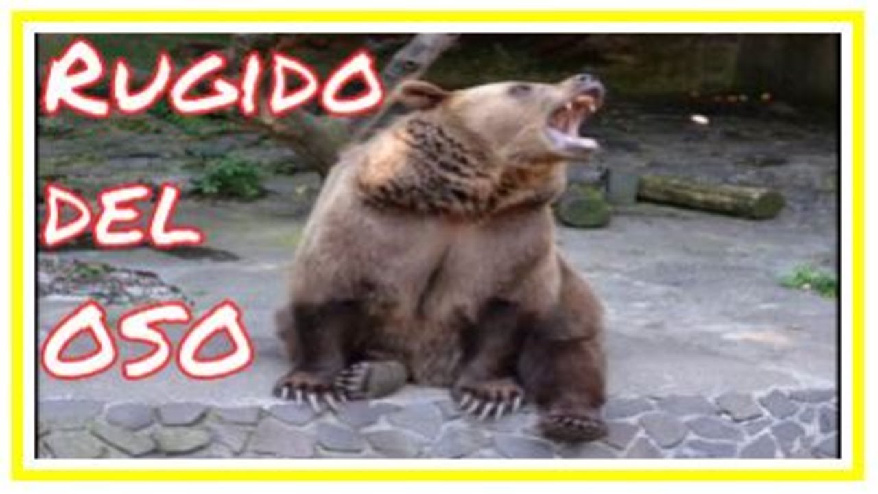 Sonido/Rugido del oso - YouTube