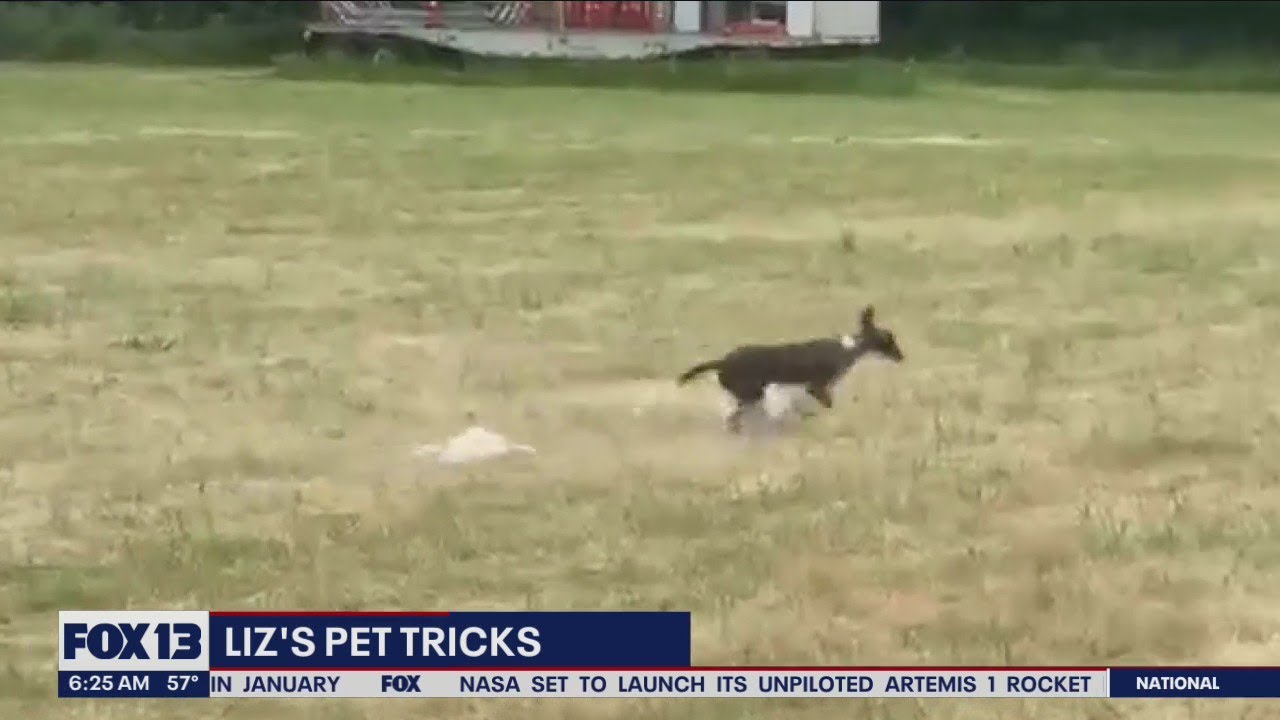 Liz's Pet Tricks for Monday, August 29 | FOX 13 Seattle - YouTube