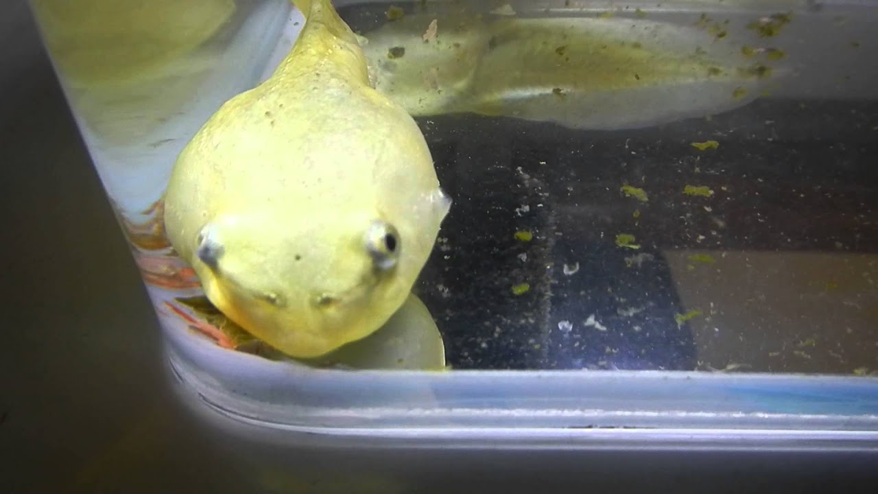 Huge Tadpole - YouTube