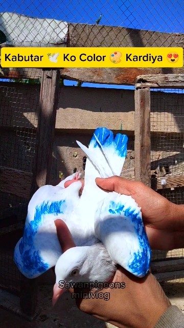 Kabutar 🕊️ Ko Color 🎨 Kardiya 😍 #minivlog #shorts #sawanpigeons - YouTube
