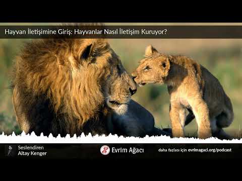 Hayvan İletişimine Giriş: Hayvanlar Nasıl İletişim Kuruyor?